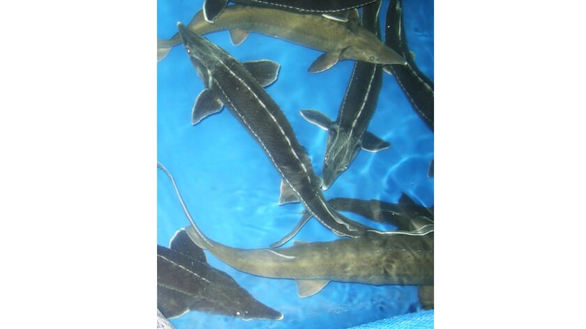 The pros and cons of crossbreeding and hybridisation in aquaculture ...
