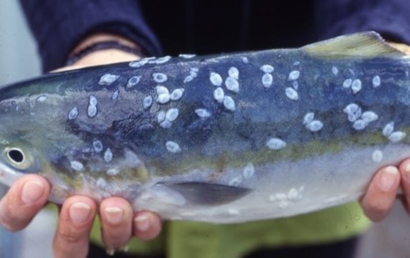 Blue by name, green by nature | The Fish Site