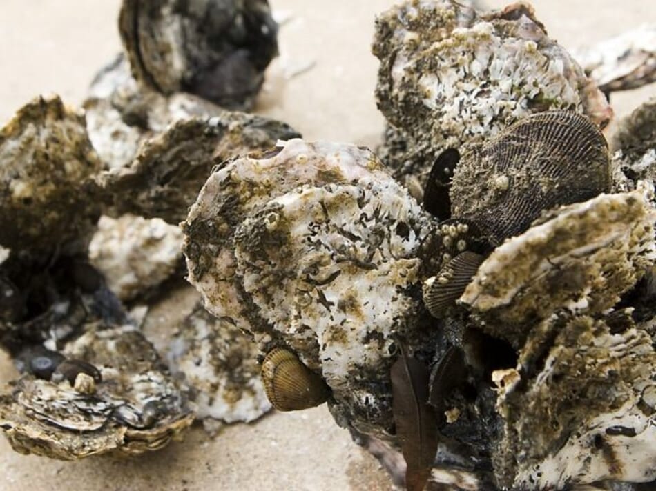 Fast tracking recovery: how oyster aquaculture can make the Chesapeake ...