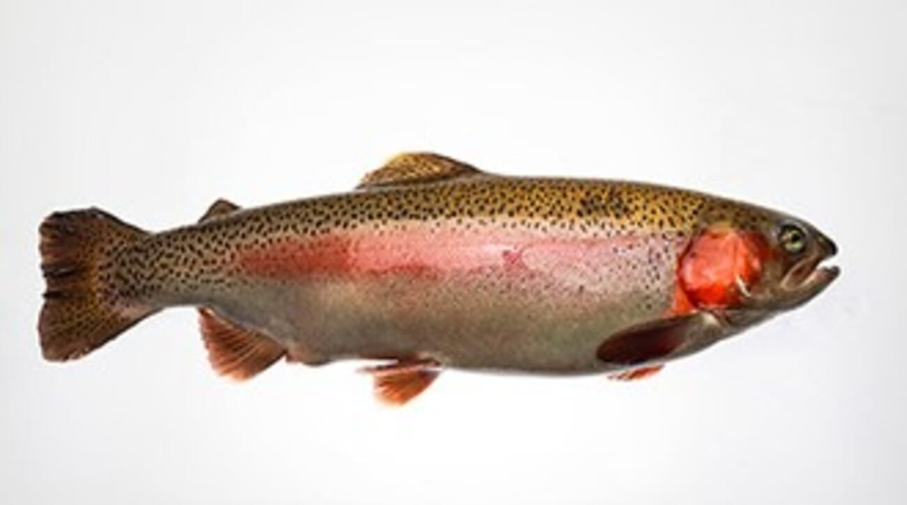 Genomics helps to tackle bacterial cold-water disease in rainbow trout ...