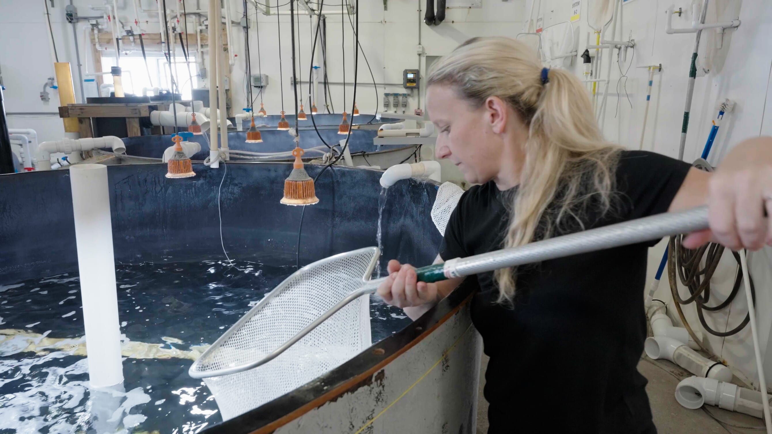 Will Pine Island Redfish mark a major milestone for farming red drum ...