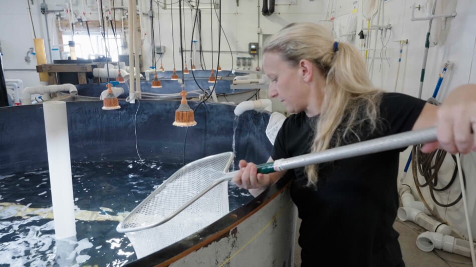 Pine Island Redfish celebrates first harvest | The Fish Site