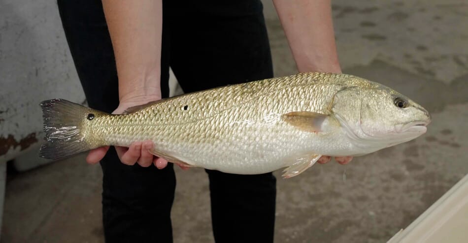 Will Pine Island Redfish mark a major milestone for farming red drum ...