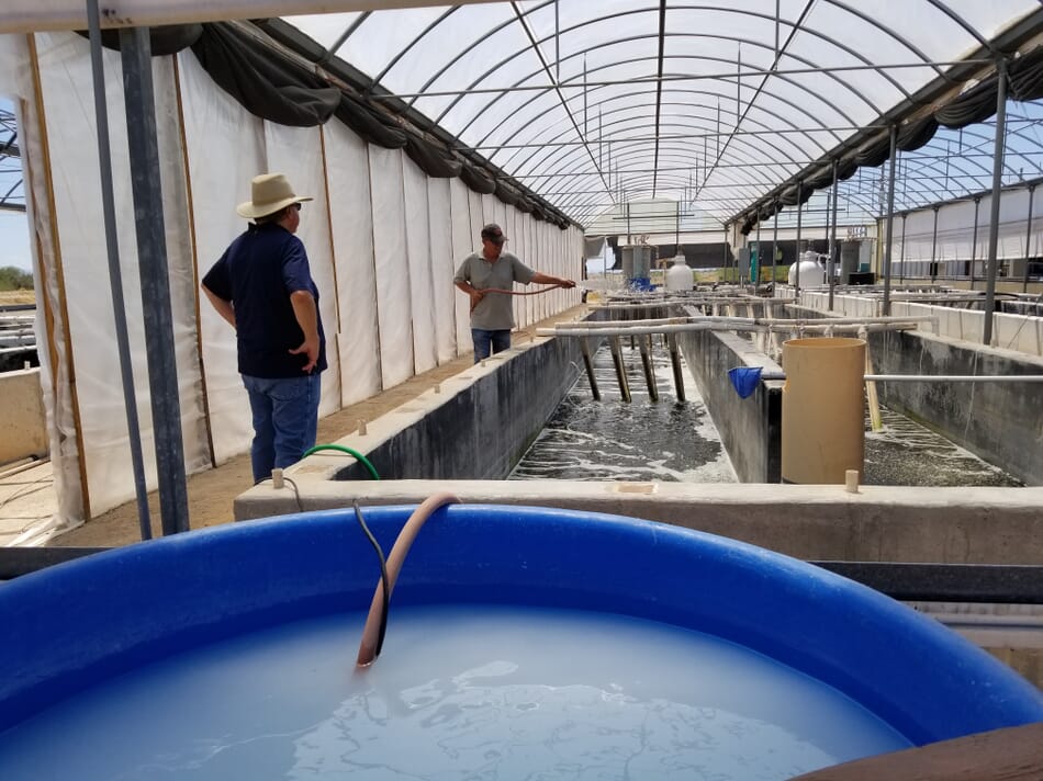 Arizonan shrimp farmer aims to take intensification to a new level ...
