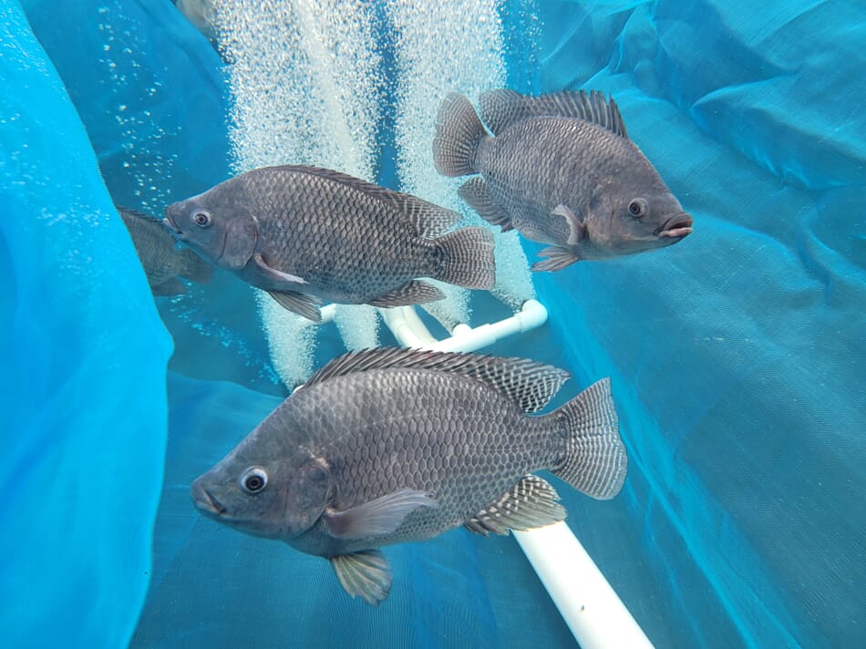 Taking tilapia breeding to the next level in LATAM | The Fish Site