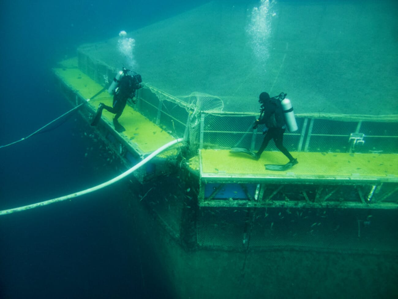 Deciding the future of Mexico’s Totoaba farms | The Fish Site
