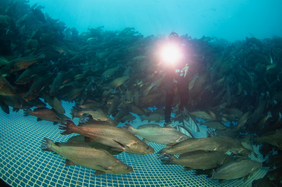 Deciding the future of Mexico’s Totoaba farms | The Fish Site