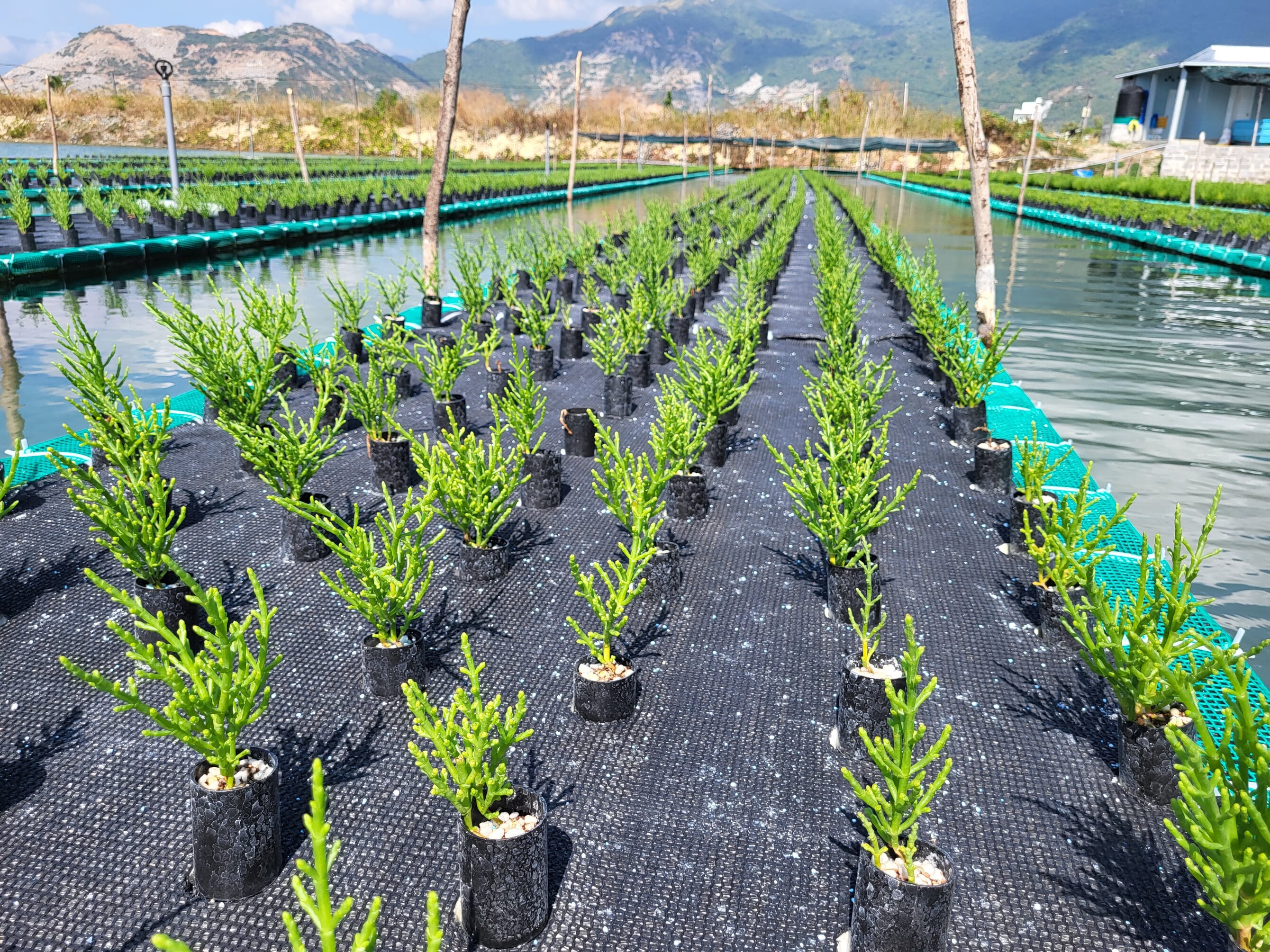 The plant that’s bringing new life to abandoned shrimp ponds | The Fish ...