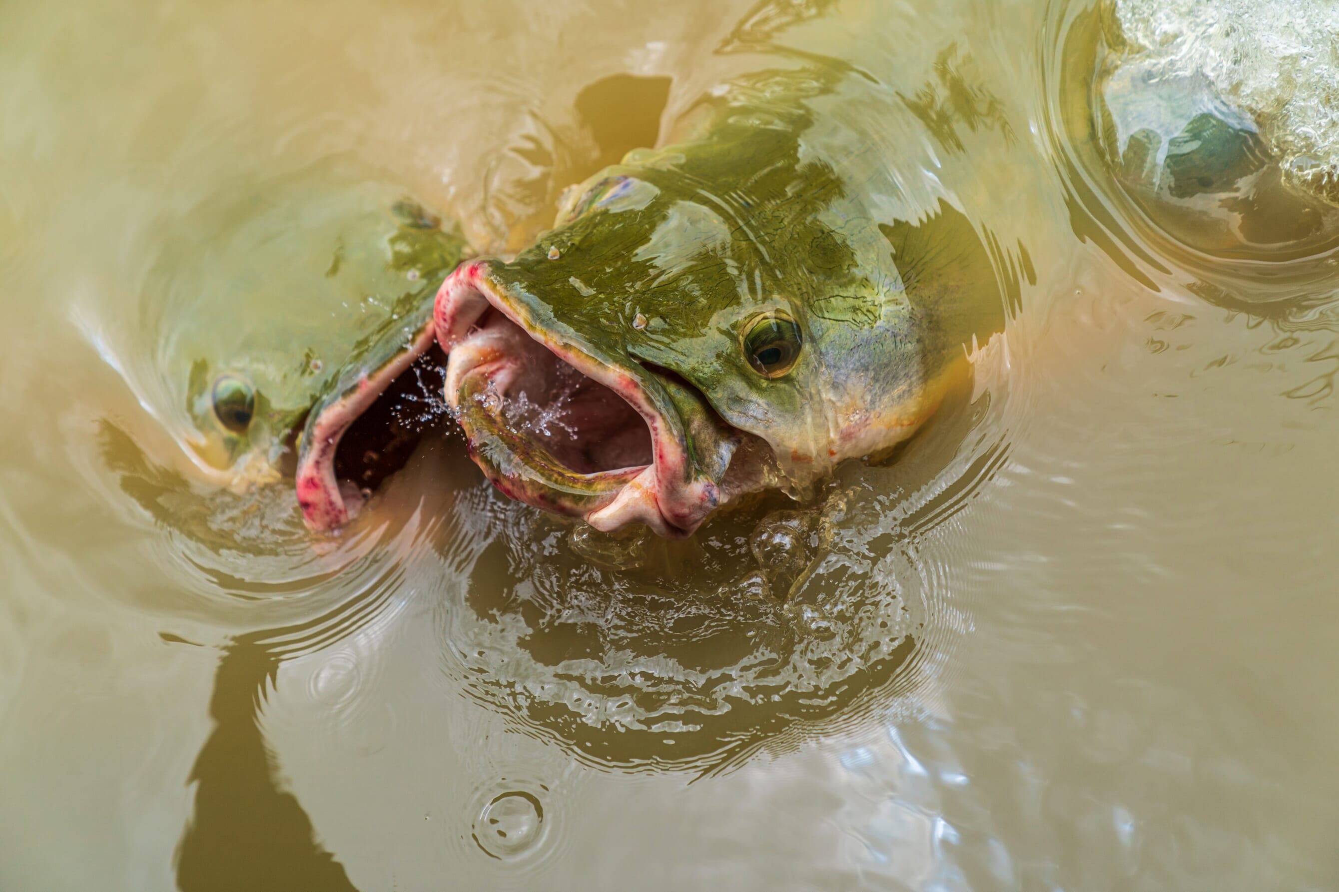 Arapaima: big fish, yes. Big future? Maybe. | The Fish Site