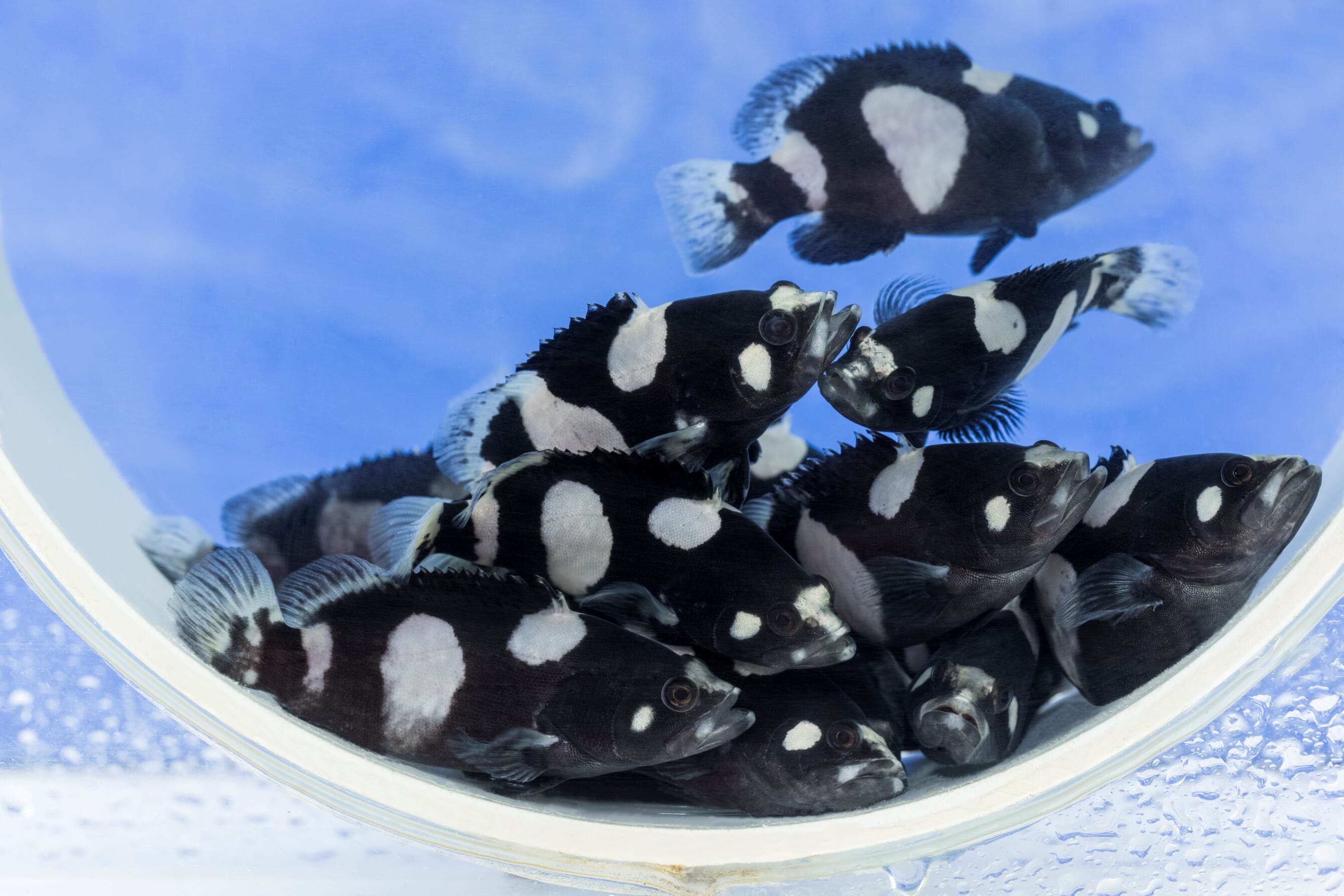 From microalgae to macro grouper | The Fish Site