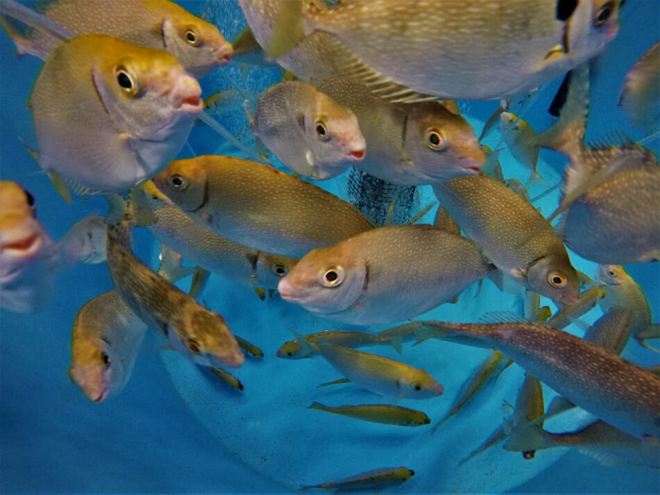 Can aquaculture help Groote Eylandt survive its transition from ...