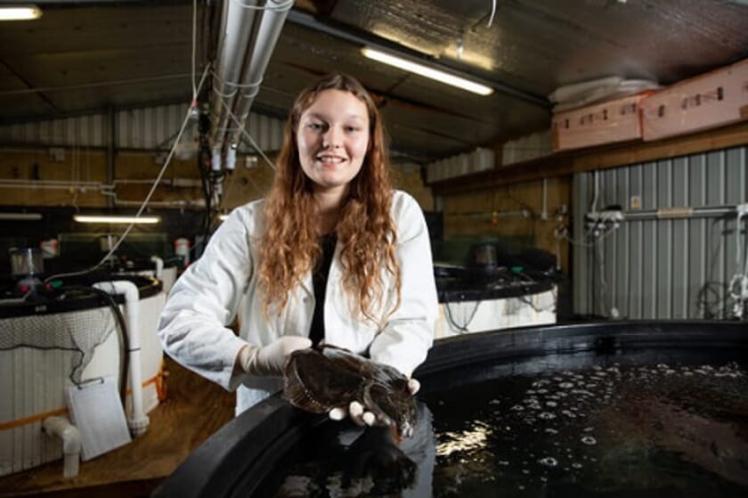 New Zealand scientists launch novel flounder farming breeding programme ...