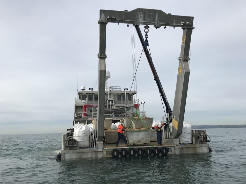 A ground-breaking guide to shellfish restoration | The Fish Site