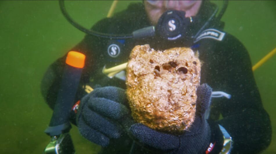 New mussel reef aids in Swan River cleanup | The Fish Site