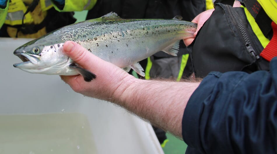 Gill health research project launched | The Fish Site