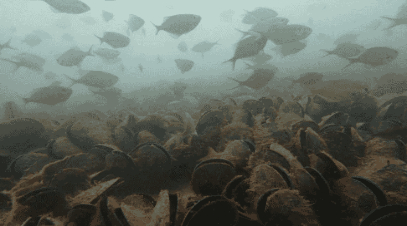 Mussel restoration project is deemed a spectacular success | The Fish Site