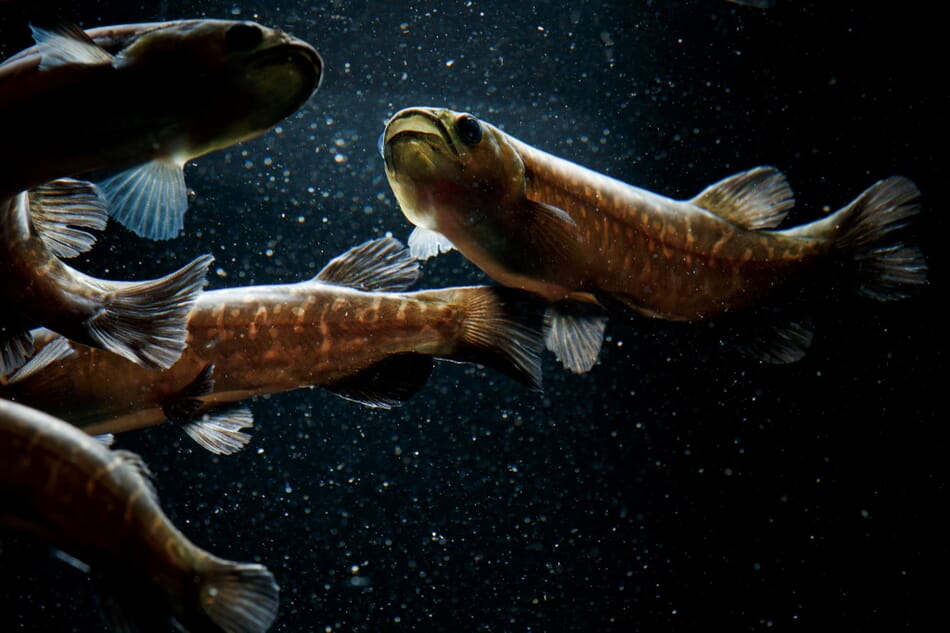 New Zealand startup launches $7 million whitebait farming project | The ...