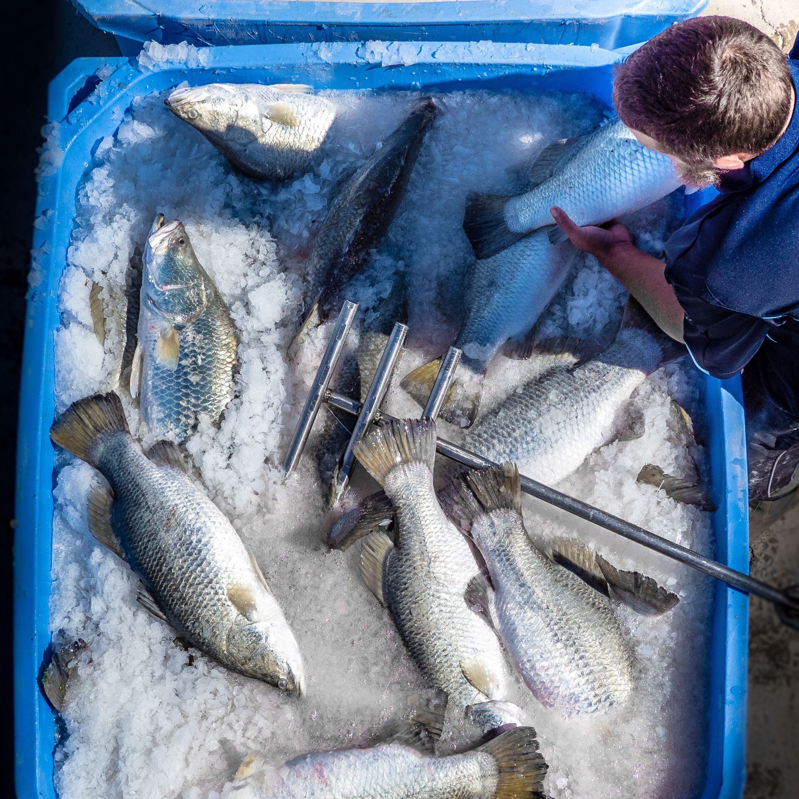 Big on barramundi | The Fish Site