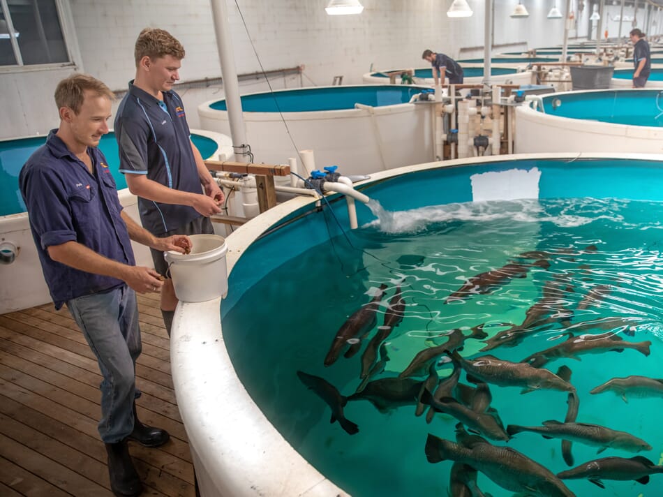 Big on barramundi | The Fish Site