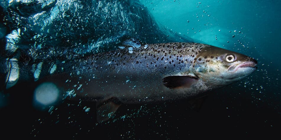 Registration open for Benchmark’s Trondheim seminar | The Fish Site