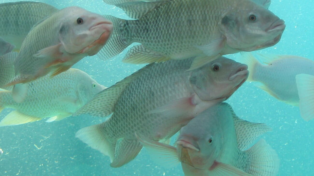 Gene editing: a Benchmark perspective | The Fish Site