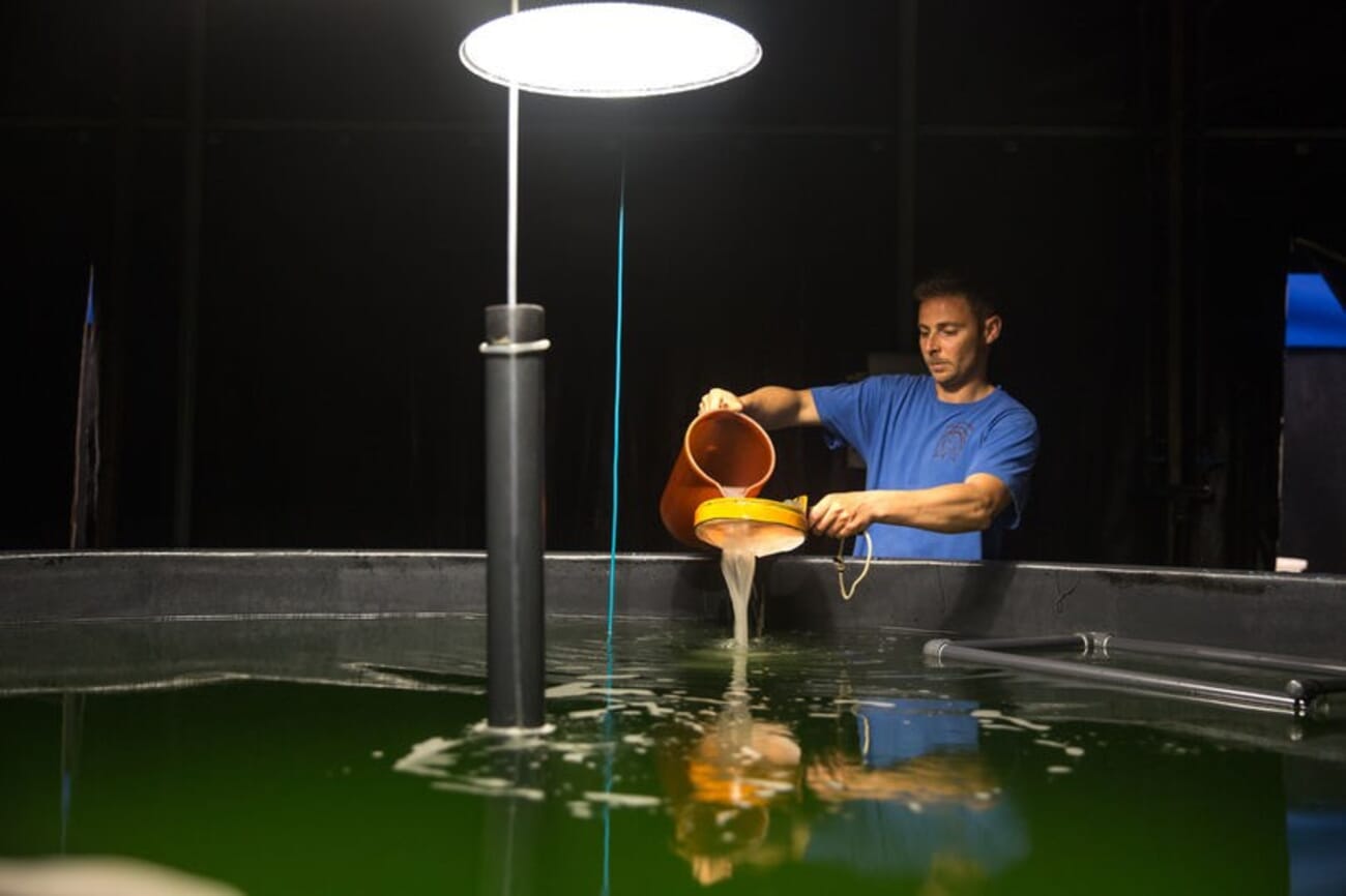 The Artemia paradox: a potted brine shrimp history | The Fish Site