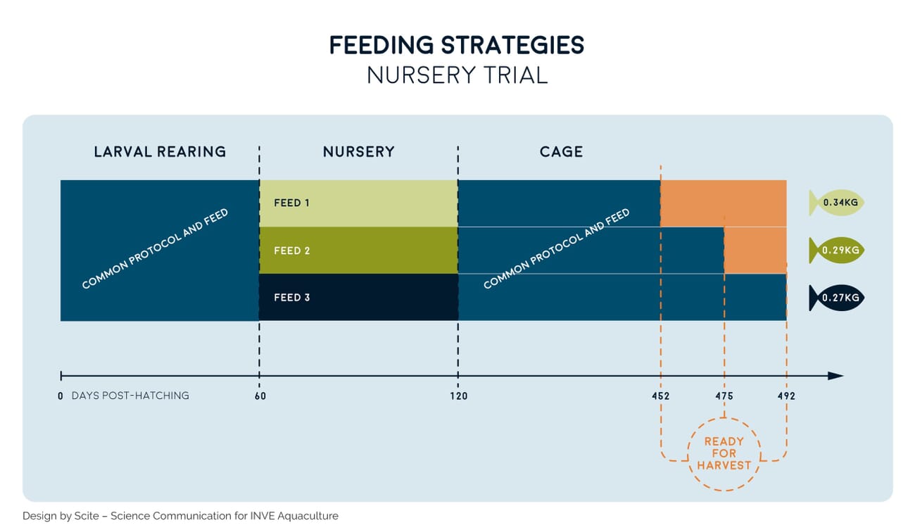 The long-term benefits of optimal early-life feeding strategies in ...