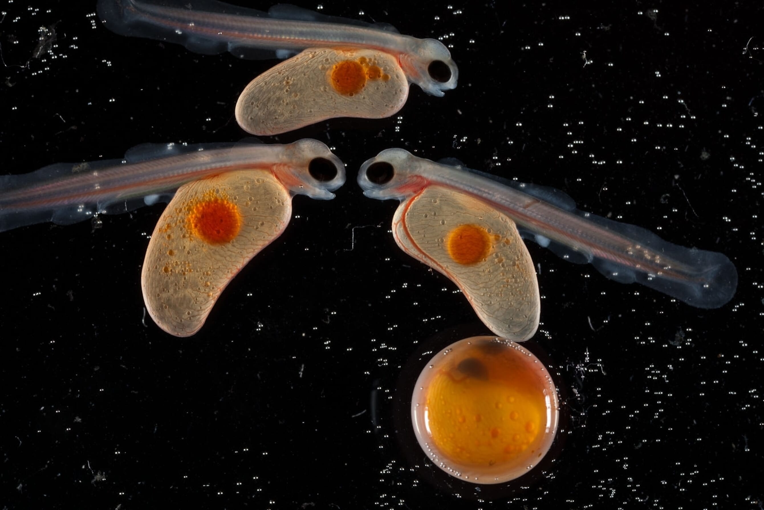 Land-based salmon are in their DNA | The Fish Site