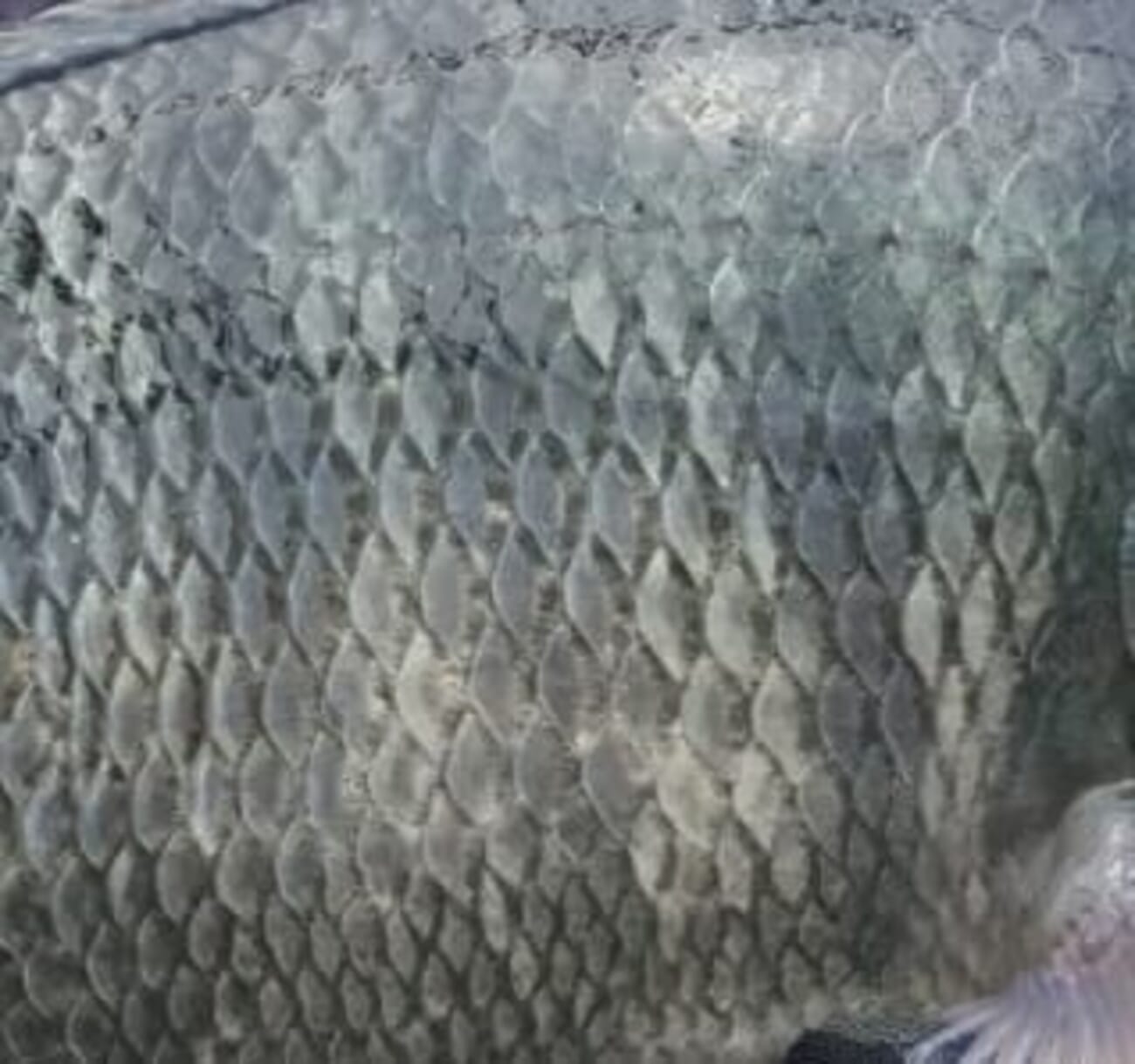 Skin it to win it: tilapia project scoops €500,000 prize | The Fish Site