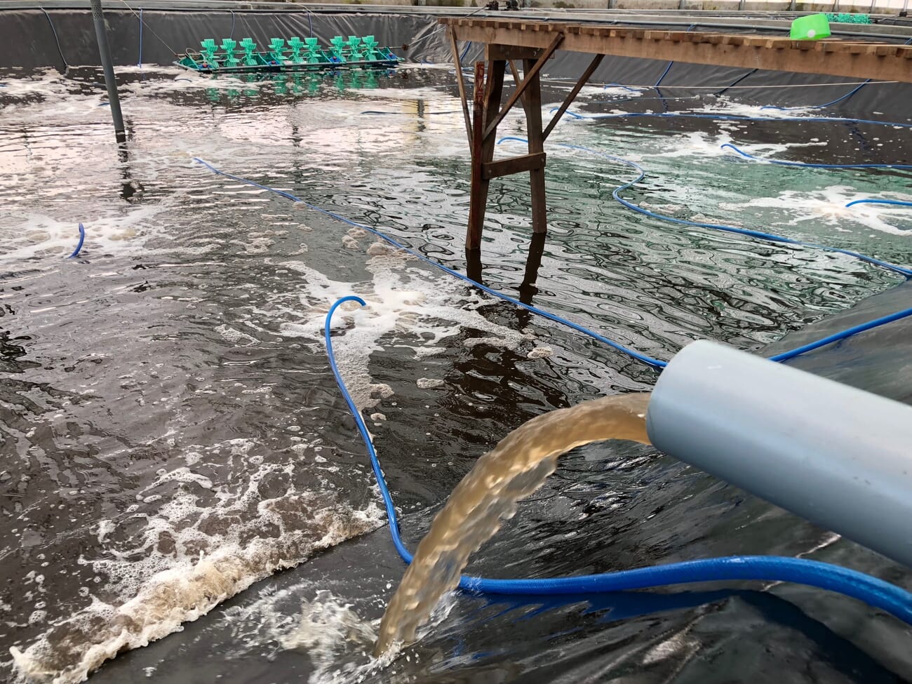 Four tips to optimise the stability of your biofloc system | The Fish Site