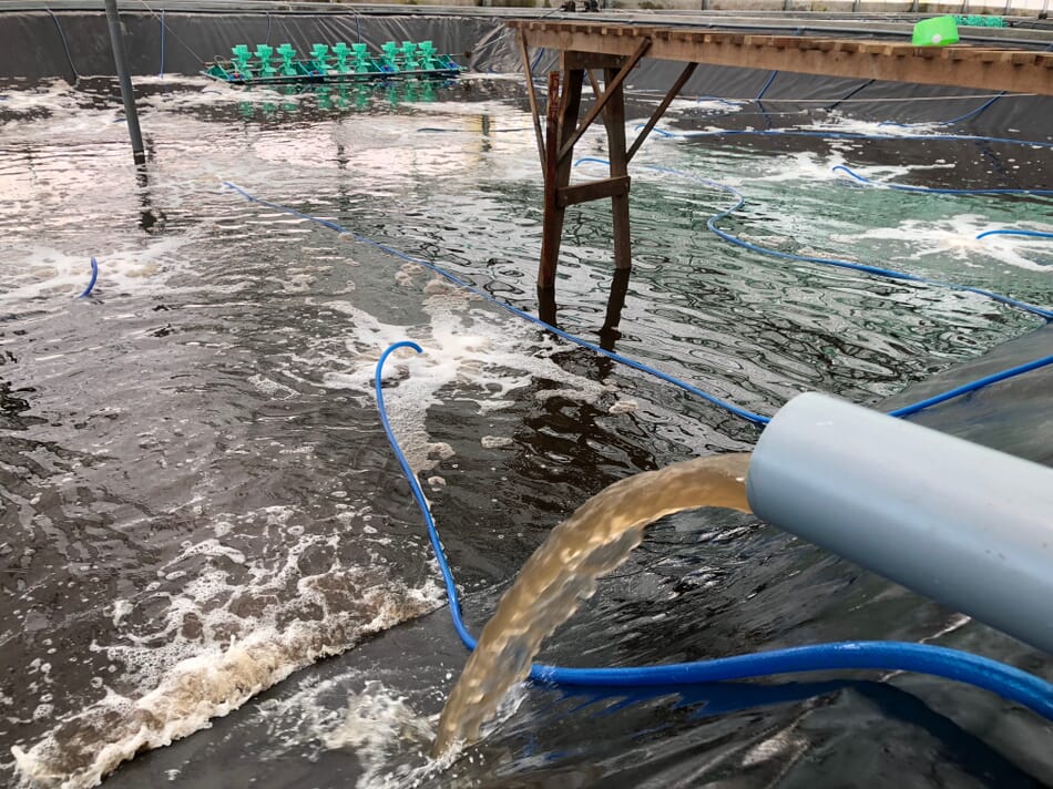 Four tips to optimise the stability of your biofloc system | The Fish Site