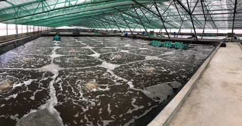 Four tips to optimise the stability of your biofloc system | The Fish Site