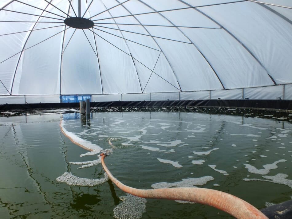 Ten easy steps towards biofloc production of shrimp or tilapia | The ...