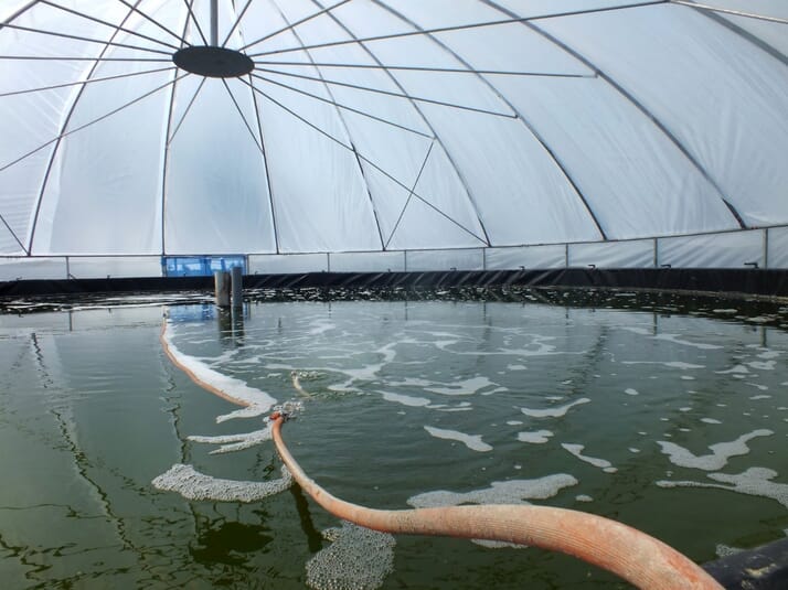 Ten easy steps towards biofloc production of shrimp or tilapia | The ...