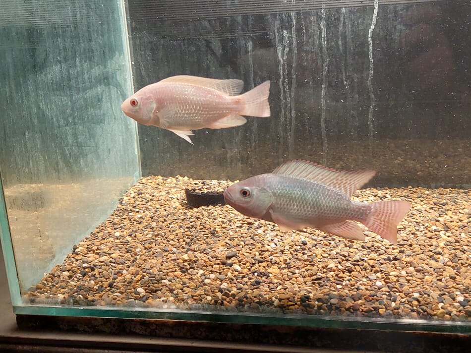 The use of CRISPR in aquaculture | The Fish Site