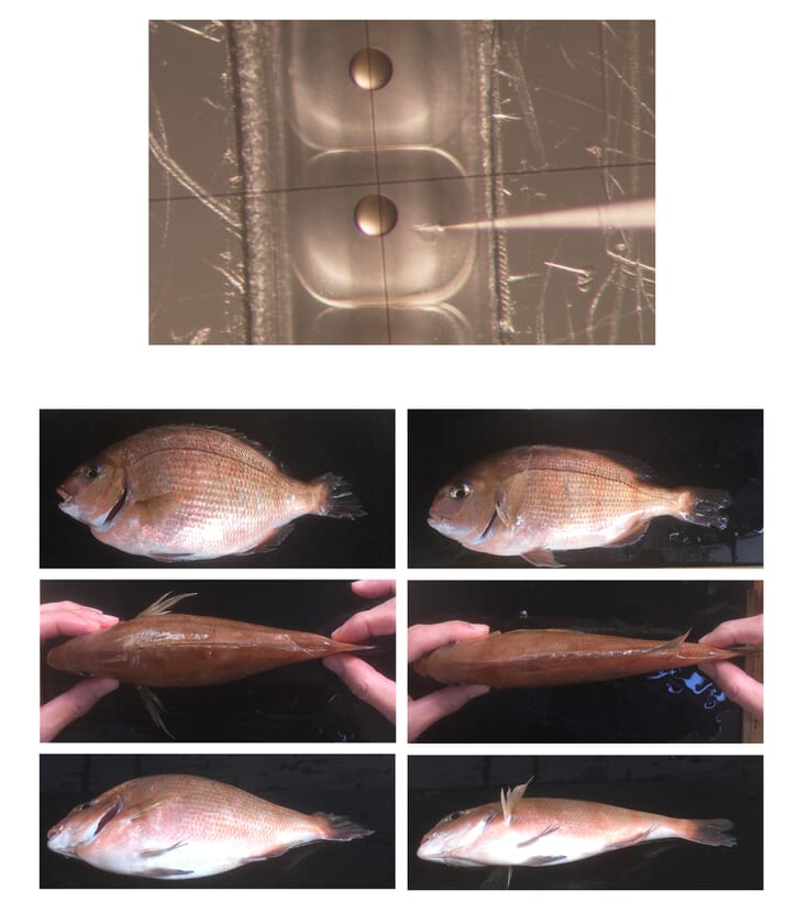 The use of CRISPR in aquaculture | The Fish Site