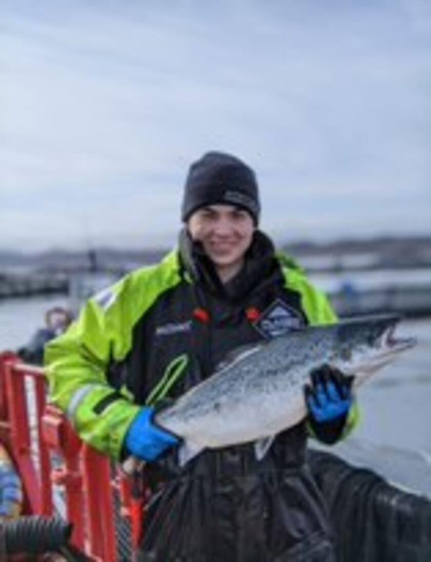 Mowi harvests first Scottish organic farm-raised salmon | The Fish Site