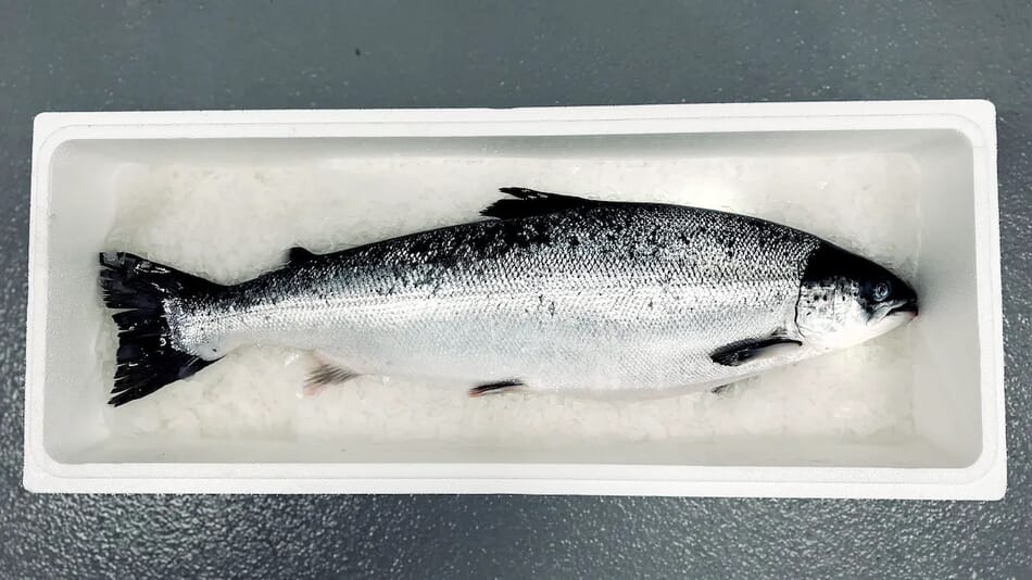 Grieg Seafood harvests first generation of salmon in Newfoundland | The ...