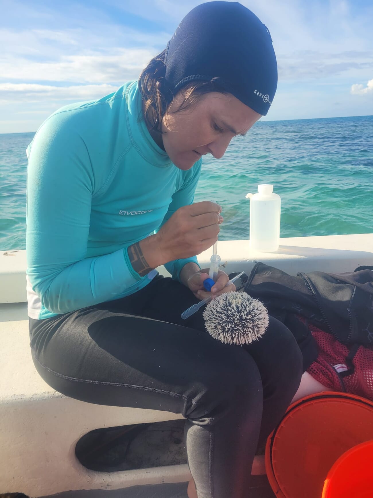 Could farmed urchins and crabs rescue Puerto Rico’s coral reefs? | The ...