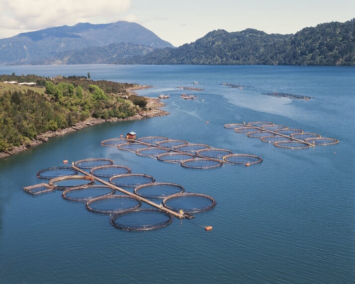 Chilean authorities file suit against Nova Austral for environmental ...