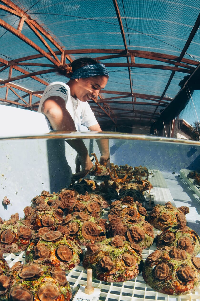 How aquacultural innovation could help to save coral reefs | The Fish Site