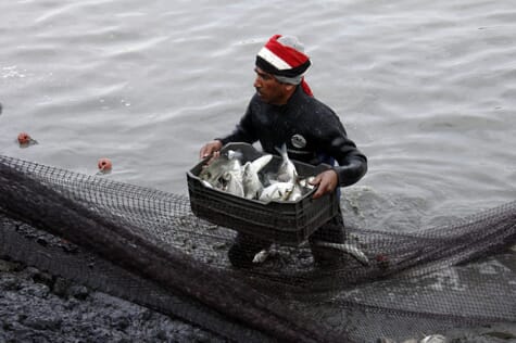 Sinai the times: large-scale aquaculture comes to the Suez Canal | The ...