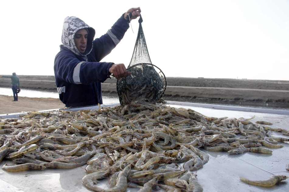 Sinai the times: large-scale aquaculture comes to the Suez Canal | The ...