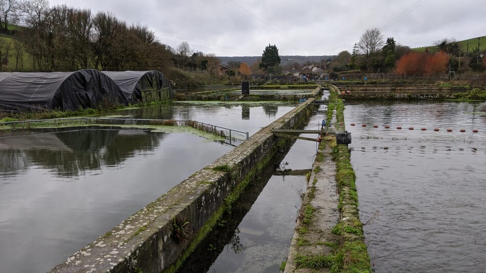 Why Southwest England is emerging as a hotbed of aquacultural ...
