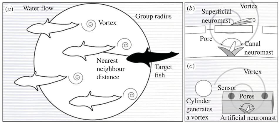 Fish senses could be the key to improving underwater sensors | The Fish ...
