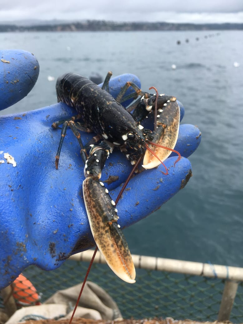 Funding sought for pioneering lobster farming project | The Fish Site