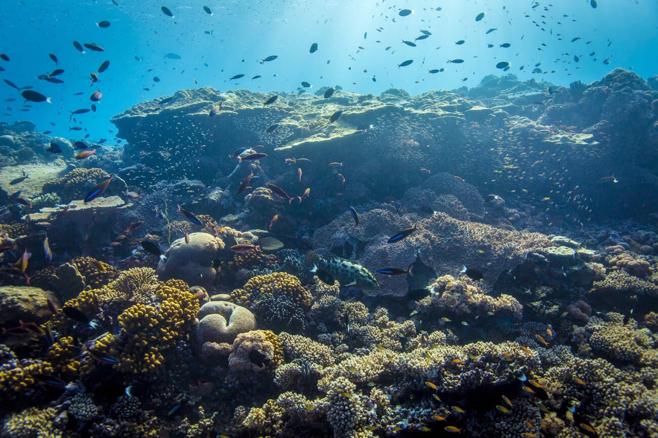 12 ways aquaculture can benefit the environment | The Fish Site