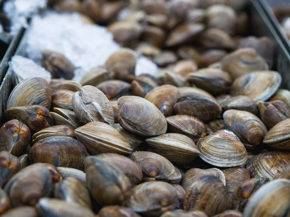 The case for land-based bivalve farming | The Fish Site