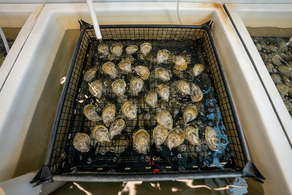 The case for land-based bivalve farming | The Fish Site