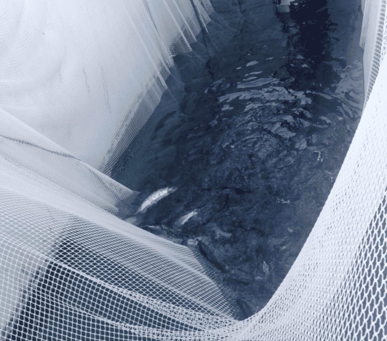 New trial backs semi-closed containment salmon aquaculture | The Fish Site